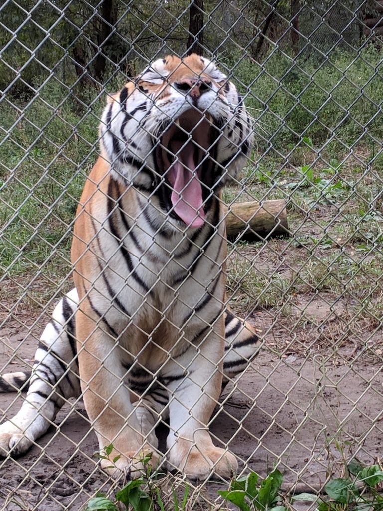Earning Their Stripes: IXLers Volunteer at the Carolina Tiger Rescue ...
